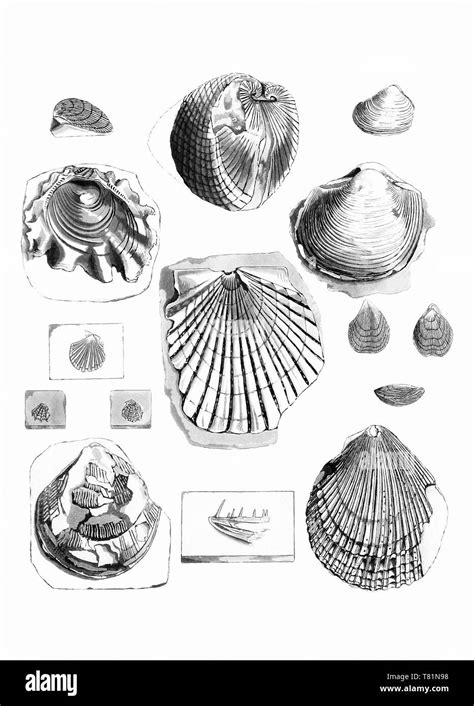 Bivalve Fossils