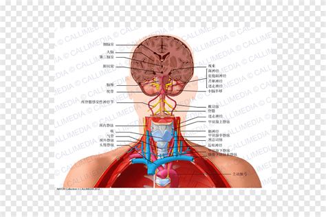 목 인체 해부학 인체 머리 기관 척추 동맥 귀 사람들 인간의 Png Pngegg