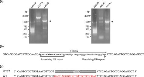 Identification Of Nucleotide Sequences Flanking The T Dna Insertion Download Scientific Diagram