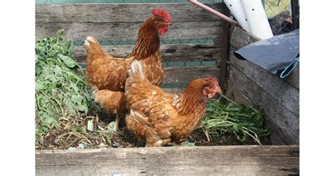 Кокошките започват да снасят след 6 месечна възраст Български Фермер