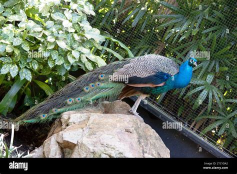 Peacocks Are Large Colorful Blue Pheasants Known For Their Iridescent