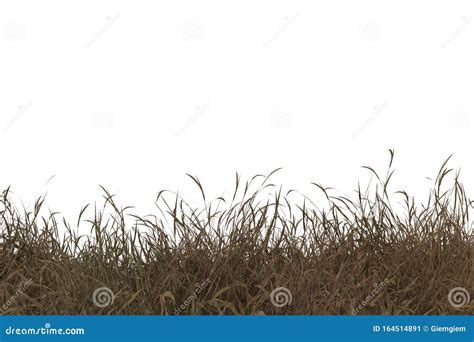 Dry Grass Isolated On White Background Stock Illustration