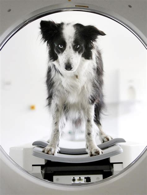 Can Dogs Get Hpv From Humans