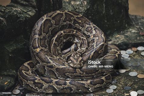 버마 파이썬 뱀의 클로즈업은 매우 크고 동전으로 돌을 컬링 0명에 대한 스톡 사진 및 기타 이미지 0명 가죽 감금 상태 Istock