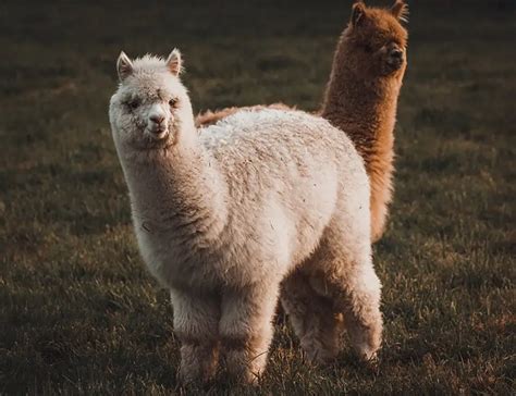 Alpaca Vs Llama Similarities And Differences Explained
