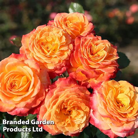 buy bush rose meteor 1 bare root plant diy at bandq