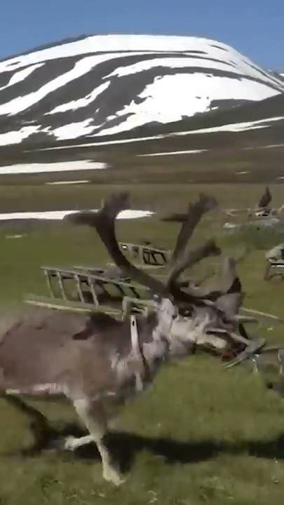 🤔 Жизнь и быт кочевников Крайнего Севера рекомендации янао крайнийсевер Youtube