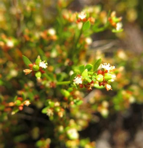 Monotaxis Occidentalis Geographe Plants