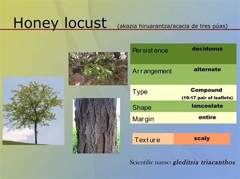 Classification Of Trees Ppt Gardening Home And Garden Classification Of Trees Ppt Gardening Home And Garden