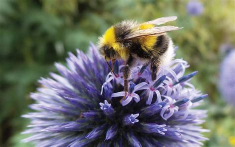 Why Do Bees Buzz How It Works