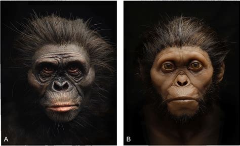 Sahelanthropus Tchadensis Reconstruction