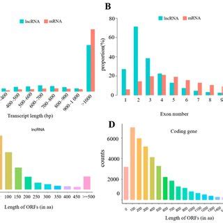 Genomic Features Of The Obtained LncRNAs A Transcript Length Download Scientific Diagram