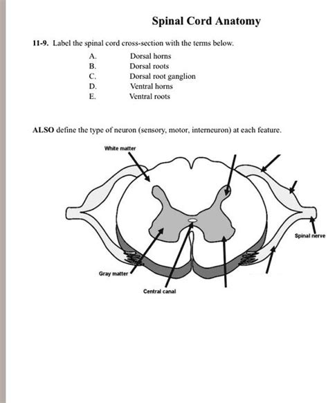 Interneuron Definition