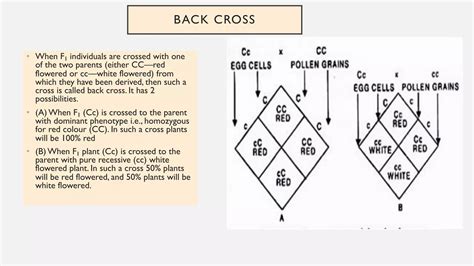 Monohybrid Inheritance Laws Of Dominance And Law Of Segregation Ppt