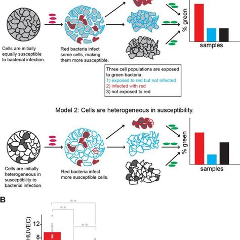 Heterogeneity In Infection Of Endothelial Cells With L Monocytogenes