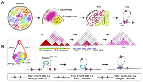 Three Dimensional Genome Organization And Loop Extrusion Model A The Download Scientific