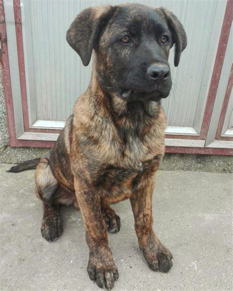 15 Cane Corso Mixes Your Powerful And Muscular Mate