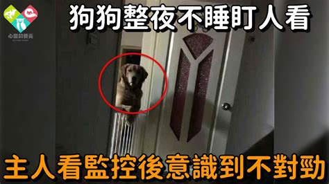 狗狗整夜不睡只盯著主人看，男子查看監控後，下秒竟立刻趕往醫院！感動 淚目 不可思議 震驚 奇跡 心靈飼養員 Youtube