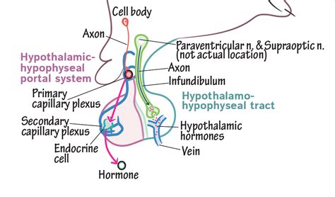 Neuroanatomy Glossary Pituitary Gland Adenohypophysis Anterior Lobe