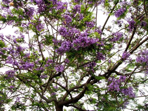 Jacaranda mimosifolia - Изображение особи - Плантариум