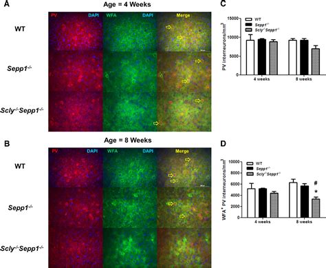 Figure 3 From Competition Between The Brain And Testes Under Selenium Compromised Conditions Figure 3 From Competition Between The Brain And Testes Under Selenium Compromised Conditions