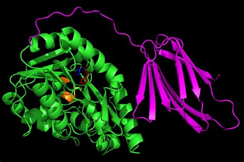 Alphafold Predicted Structures Of Thermoanaerobacter Tengcongensis The