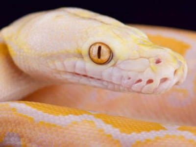 Reticulated Python Morph Chart Ponasa