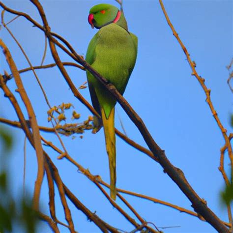 Parrot Conservation Why It Matters
