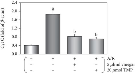 Protective Effects Of Vinegartmp Pretreatment For Cardiomyocyte Download Scientific Diagram