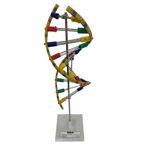 Multicolored Pvc Dna Model At Rs 600 In Muzaffarpur Science House