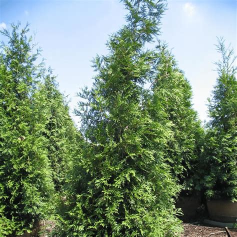 Arborvitae Green Giant