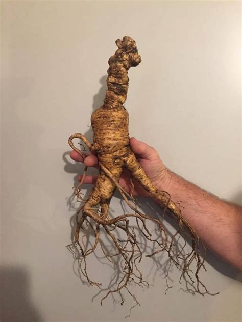 Wv Metronews Record Ginseng Root Found In Western Maryland Wv Metronews