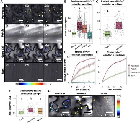 Hyper7 Reports Cell Type Heterogeneity In Imaging Dependent H 2 O 2 Download Scientific Diagram