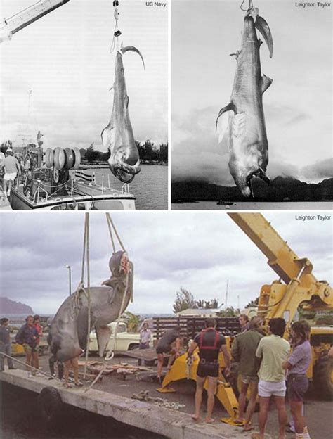 Hawaiʻi Sharks Discovering Megamouth