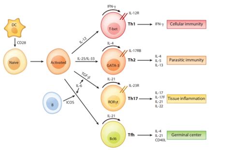 Cd4 T细胞相关的细胞因子及其作用 知乎