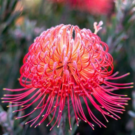 Leucospermum Red Phantom 6 Pot Hello Hello Plants