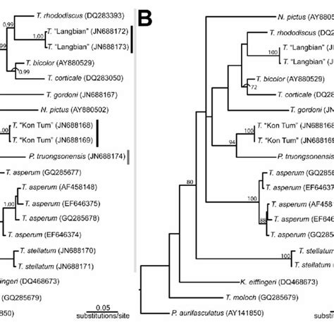 a bayesian inference and b maximum likelihood tree based on 16s