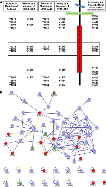A Tyrosine Residues Phosphorylated In The Kinase Domain Of Alk The