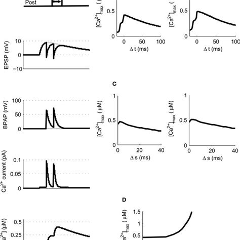 Ca²⁺ Dynamics In Response To Paired Pre And Post Synaptic Spikes