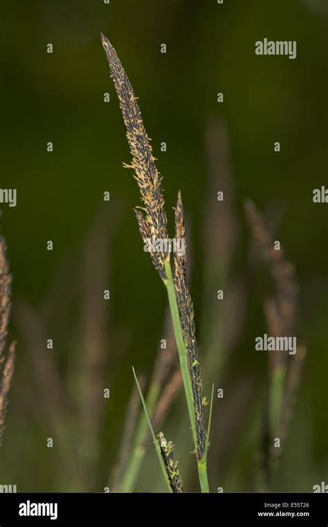 Elata hi-res stock photography and images - Alamy