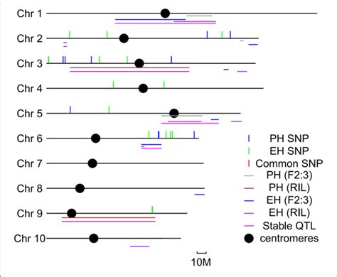 Meta Quantitative Trait Locus Qtl Analysis For Qtl Detected By Two
