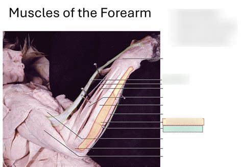 Forearm Muscles Diagram Quizlet