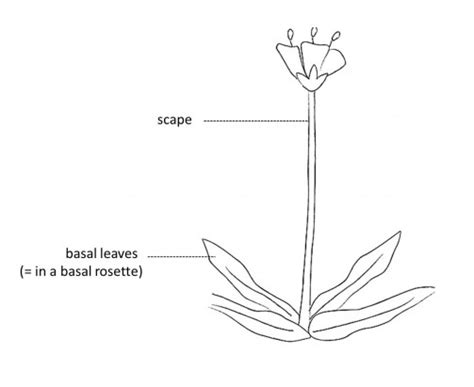 Scape Invasive Plant Species In Portugal