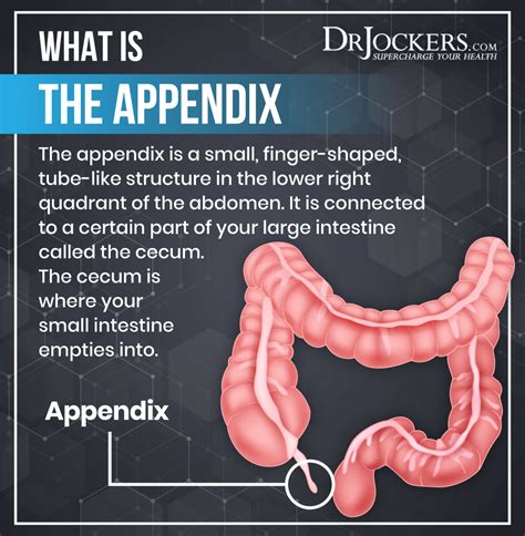 Digestive System Appendix