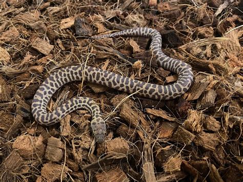 Stimsons Pythons Available