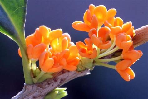 十里飄香桂花 每日頭條