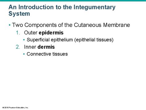 Chapter The Integumentary System Lecture Presentation By