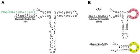 Life Free Full Text Acquisition Of Dual Ribozyme Functions In