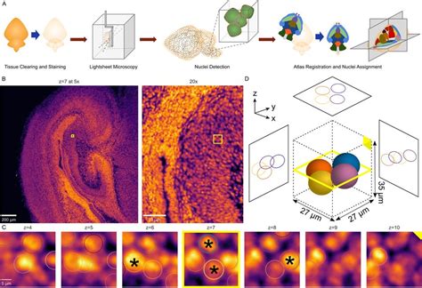 nuclei detection a overview of the nuclei detection and assignment