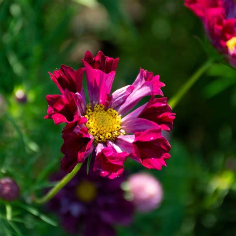 Cosmos Bipinnatus Double Click Cranberries White Flower Farm